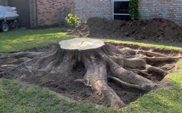 Tree Stump Removal Costs - Milone's Tree Solutions
