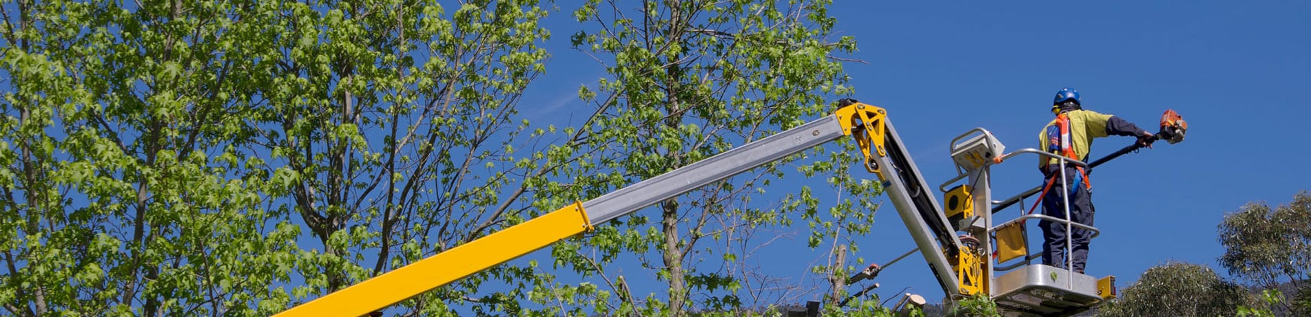 Hospital Tree Removal Services - Milone's Tree Solutions