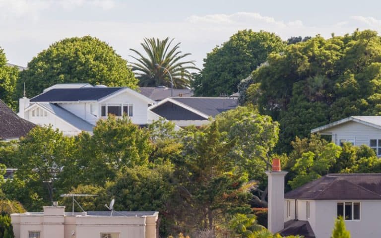 Tree Branches Overhanging Roof - Why & When to Remove Them - Milone's ...