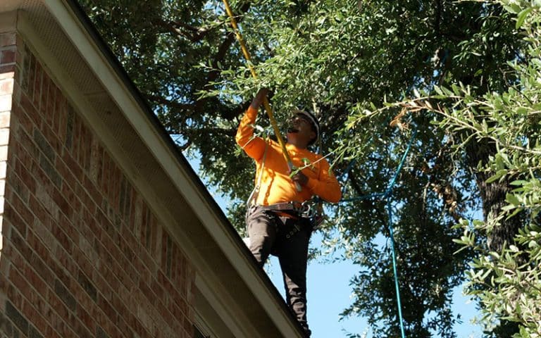 Tree Branches Overhanging Roof - Why & When to Remove Them - Milone's ...