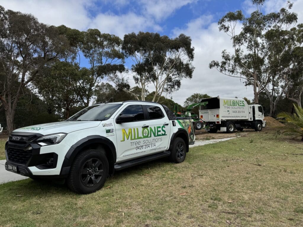 Trusted Tree Removal Wonga Park, Victoria - Milone's Tree Solutions