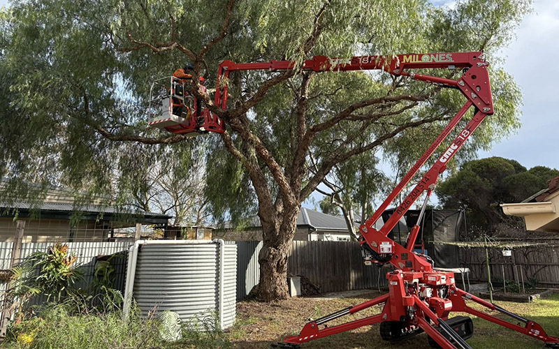 Tree Stump Removal Costs - Milone's Tree & Lawn Solutions