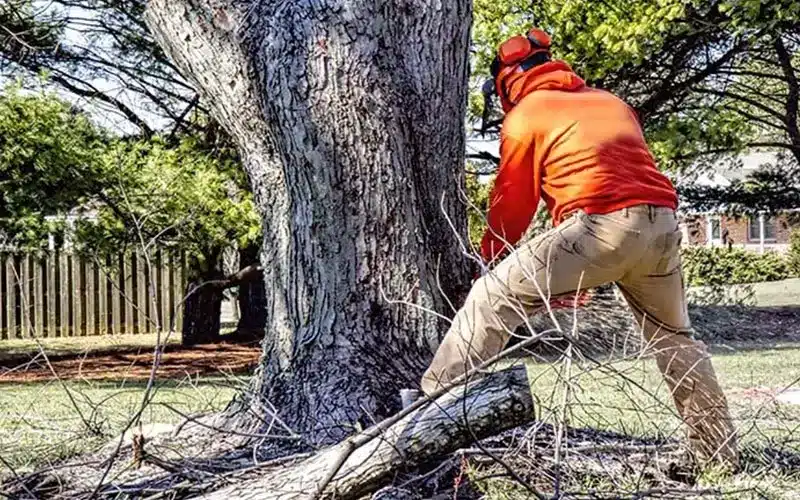 Tree Removal Cost Melbourne 2025 | Full Guide to Tree Services ...