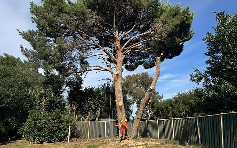 Who Pays for a Tree Falling on My Neighbour's Property? Victorian ...